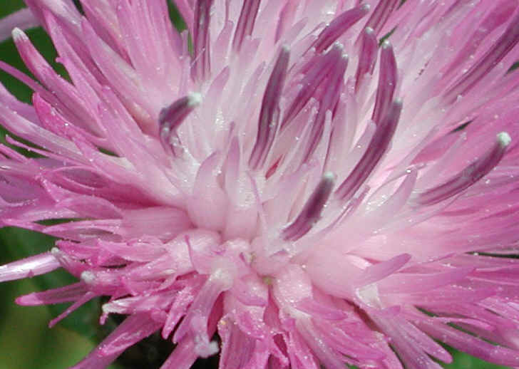 Knapweed - Star Thistle - Bachelor's Button (Centaurea spp.) - 10 ...