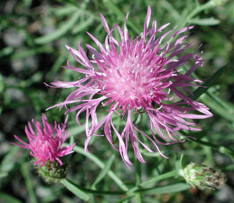 Knapweed - Star Thistle - Bachelor's Button (Centaurea spp.) - 05 ...
