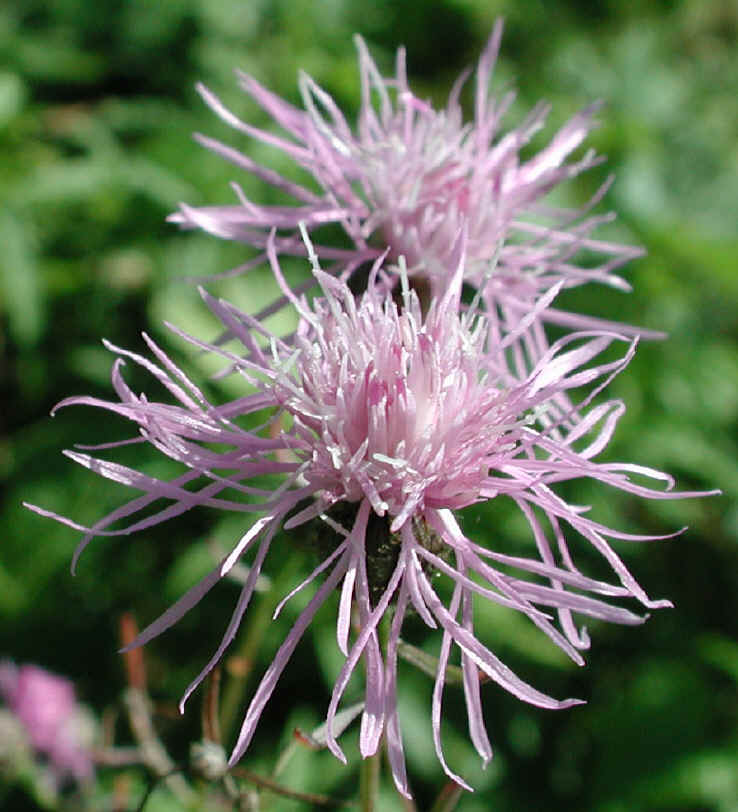 Knapweed - Star Thistle - Bachelor's Button (Centaurea spp.) - 06 ...