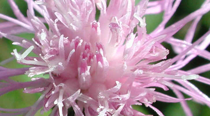Knapweed - Star Thistle - Bachelor's Button (Centaurea spp.) - 07 ...