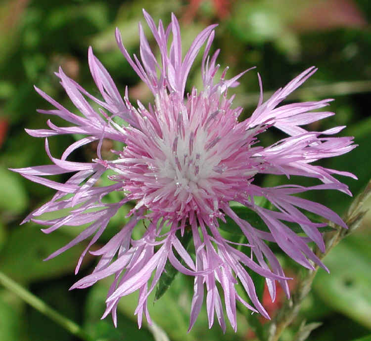Knapweed - Star Thistle - Bachelor's Button (Centaurea spp.) - 08 ...