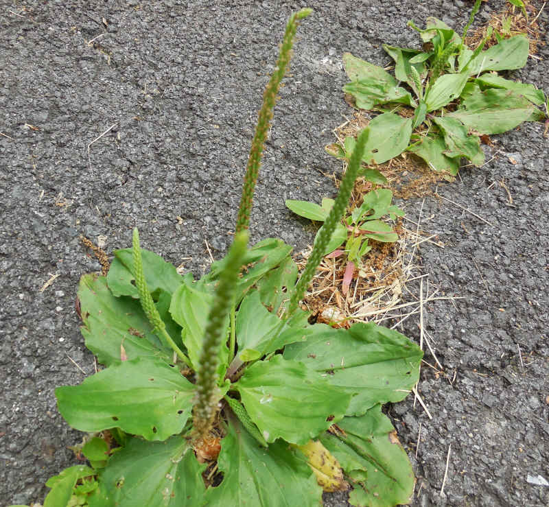 Plantain, Broadleaf (Plantago major) - 06 - Wild Flowers of Sleepy ...