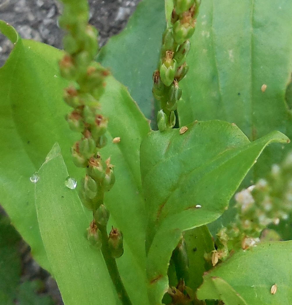 Plantain, Broadleaf (Plantago major) - 10 - Wild Flowers of Sleepy ...