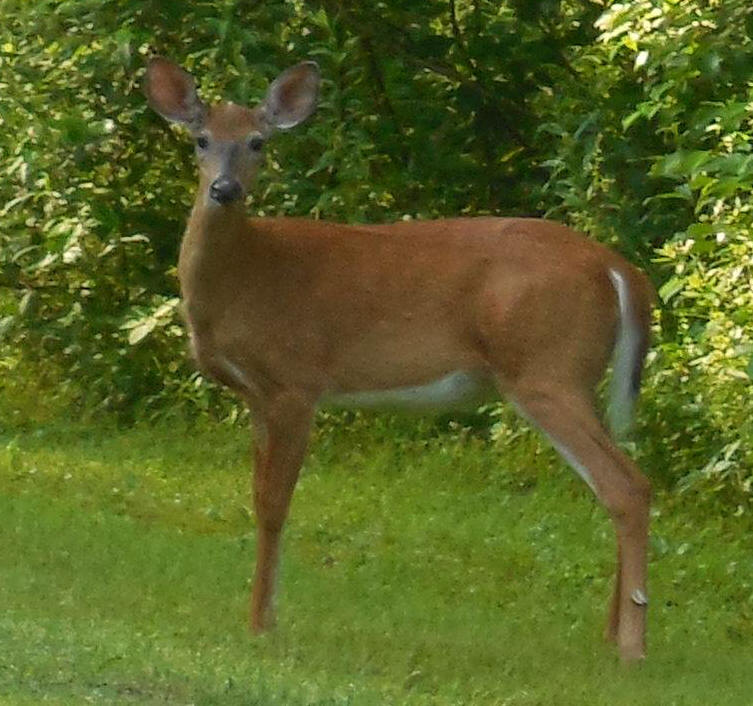 White-Tailed Deer (Odocoileus virginianus) - 219 - Another of God's ...