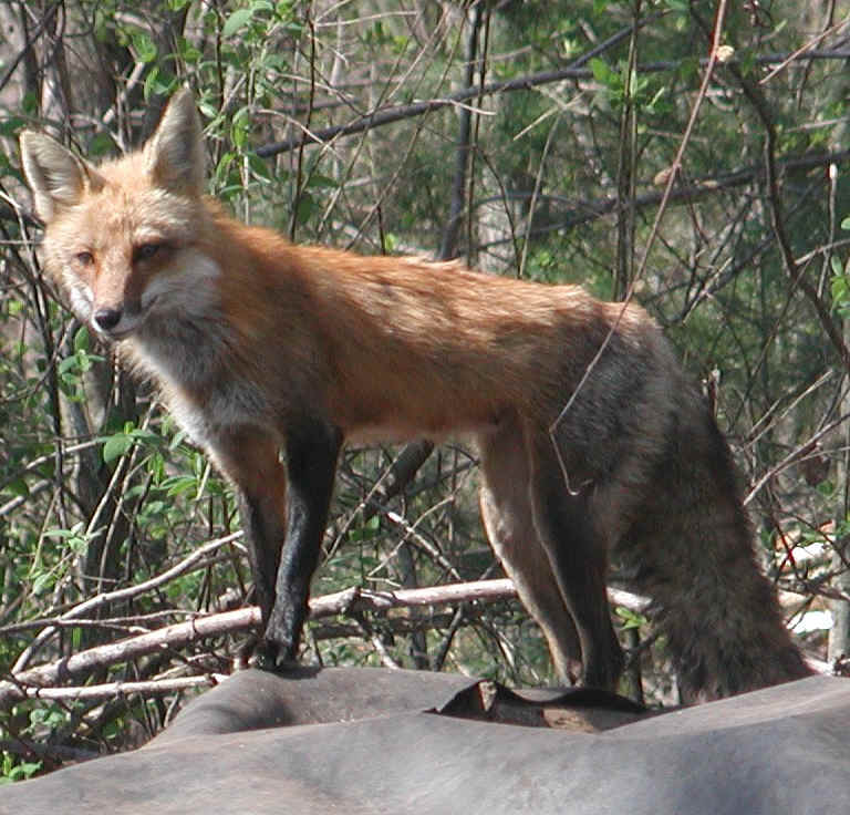 Red Fox (Vulpes vulpes) - 89 - Another of God's Other Creatures: A ...