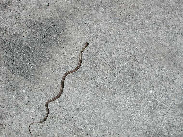 Garter Snake, Common (Thamnophis sirtalis) - 01 - Another of God's ...