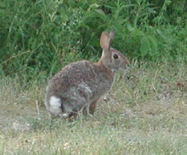 Florida Cottontail Rabbits