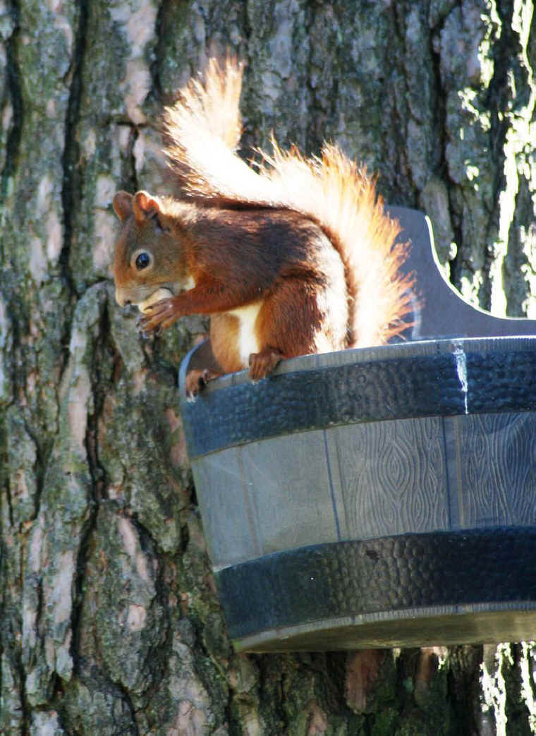 Red Squirrel (Tamiasciurus hudsonicus) and (Sciurus vulgaris) - 08 ...