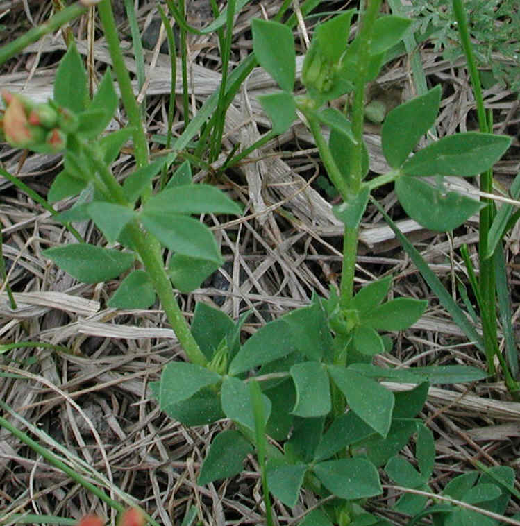 Birdsfoot Trefoil (Lotus corniculatus) - 04 - Wild Flowers of Sleepy ...