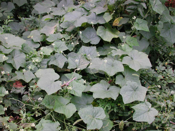 Bur-Cucumber (Sicyos angulatus) - 01 - Wild Flowers of Sleepy Hollow ...