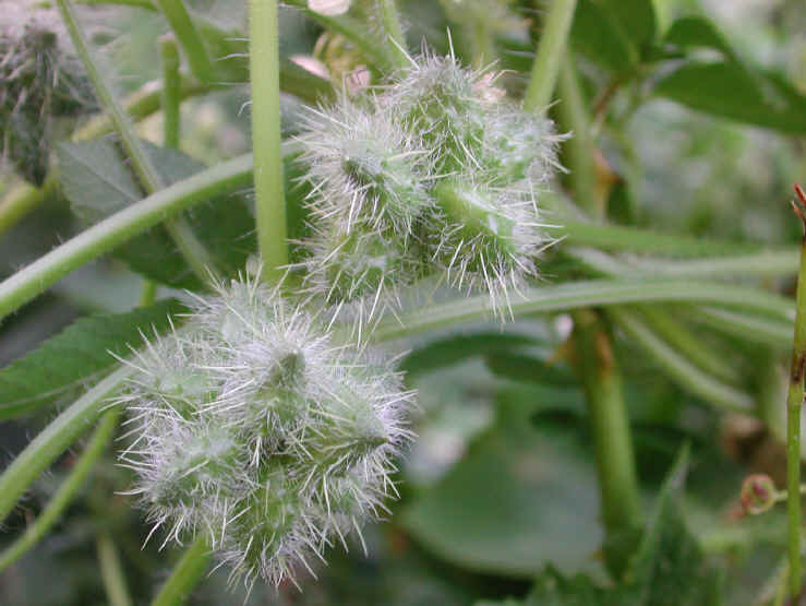 Bur-Cucumber (Sicyos angulatus) - 05 - Wild Flowers of Sleepy Hollow ...