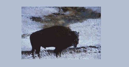 Song of a Bison By Sam Gold