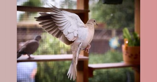 Doves: Birds of Chaos, Pixies in Disguise