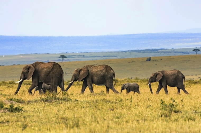 Elephants call each other by unique names