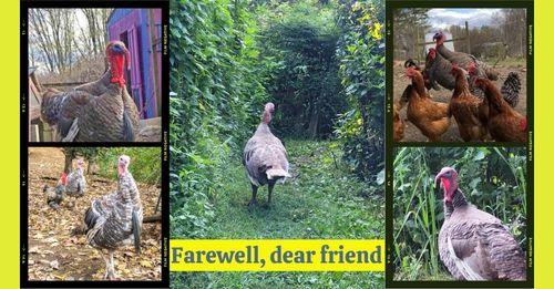 Farewell Pete and Repeat