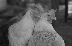 A Little Bit of Chicken Love: Animal Stories from all-creatures.org