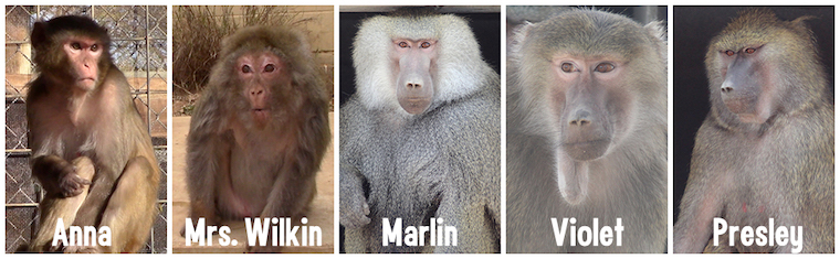 Five New Lives: The Cricket Hollow Roadside Zoo Monkey Rescue