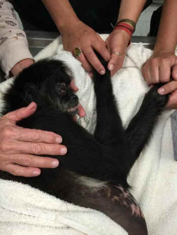 A Sweet Farewell to Amy: Animal Stories from all-creatures.org