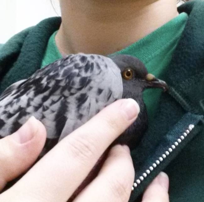 Fergus the Feral Pigeon: Animal Stories from all-creatures.org