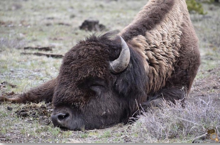 Heartbreak and Bright Blessings - Facts of Life in the Company of Buffalo