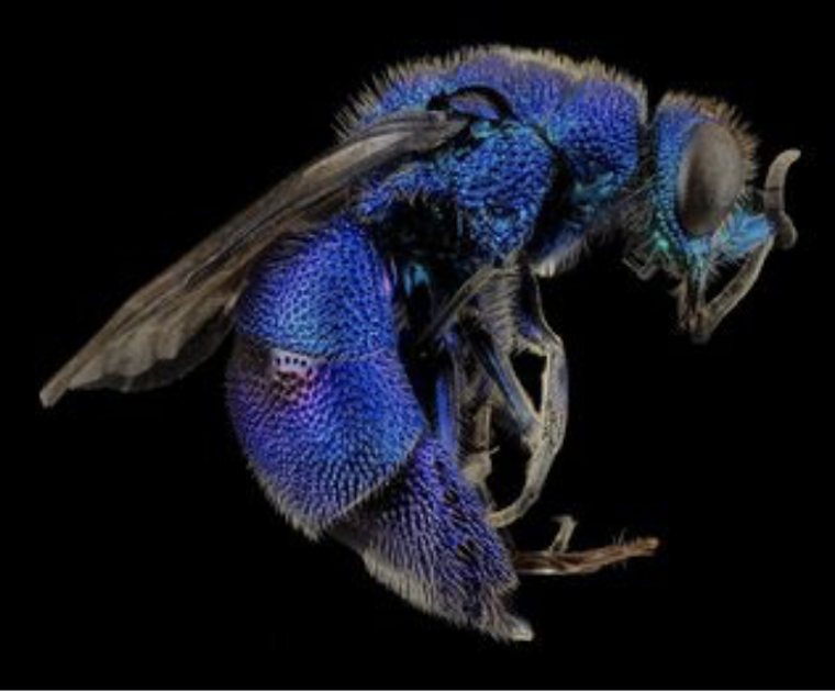 Some Truths About the Fascinating Lives of Wasps