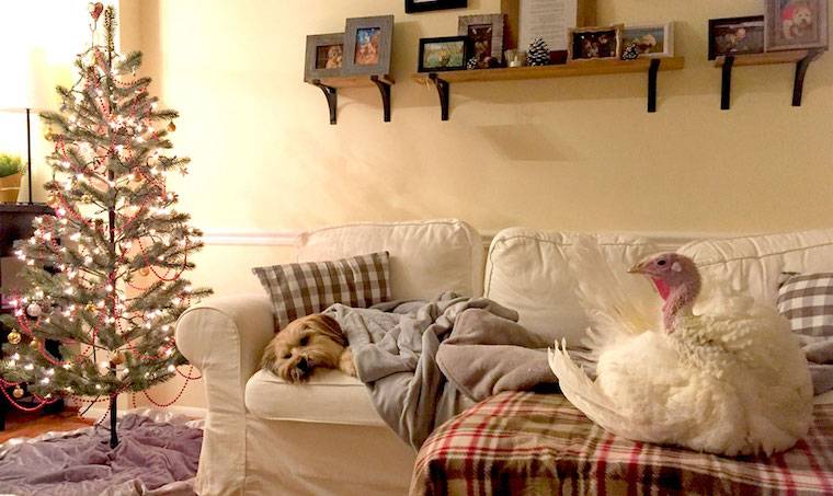 Loving Turkeys at Christmas – 4 Photos from Friends