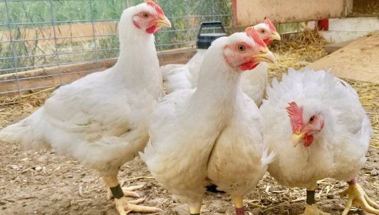 Nine Baby Roosters Who Were Rescued from Kaporos Cruelty