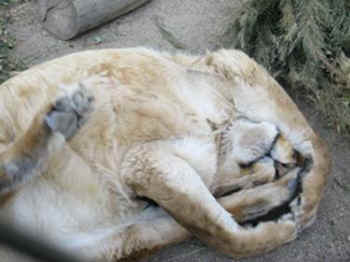 PAWS Says Goodbye to Sheba: Animal Stories from all-creatures.org