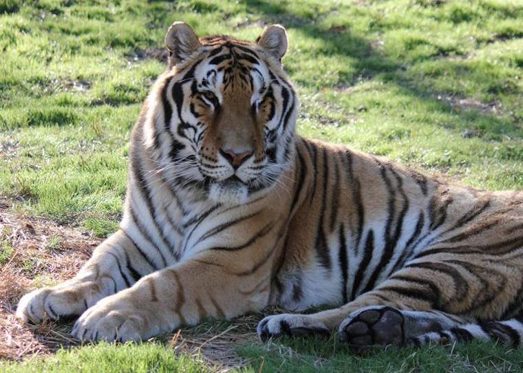 PAWS' Tiger Trio Turns 15: Happy Birthday Roy, Kim and Claire!