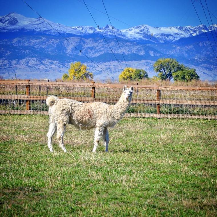 Celebrating Tony Llama