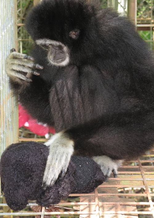 Who is #38? Why it's... Paen!: Animal Stories from all-creatures.org