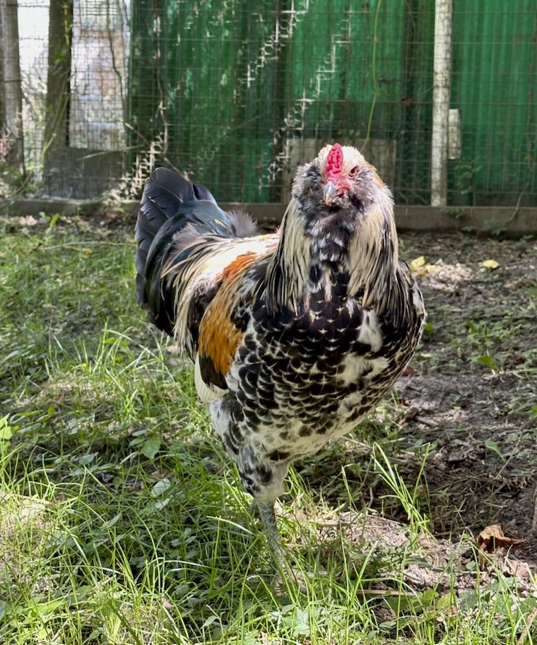 'Precious' Bubba the Rooster Rescued from Construction Site