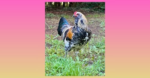 'Precious' Bubba the Rooster Rescued from Construction Site