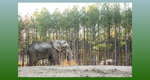 Osh Arrives at The Elephant Sanctuary