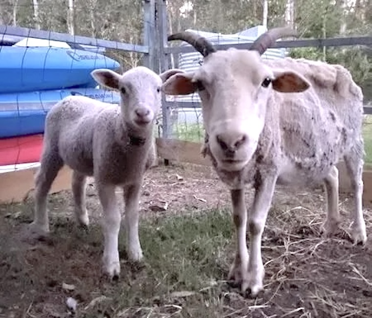 Zoe and Sugar: Mother and Daughter