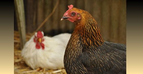 The Futuristic Fate of Birds and the Other Earthlings