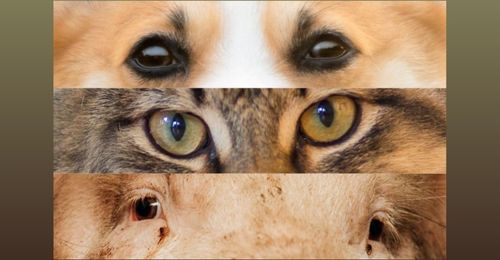 Speciesism: The Root of Animal Oppression