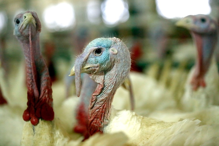 Turkeys - the reality
