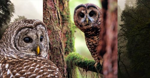 An Owl's Fight for Survival in the Northwest