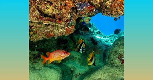 Why is biodiversity critical to life on Earth?