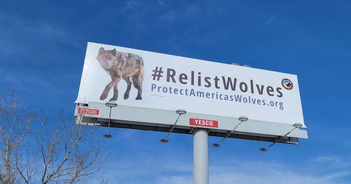 Federal Court Restores Gray Wolf’s Endangered Species Act Protection