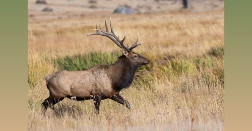 Victory at Point Reyes National Seashore! All Tule Elk Freed. Most ...
