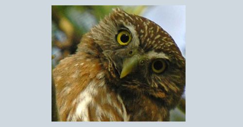 A Long-sought Win for Pint-sized Pygmy Owls