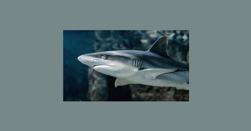 What You Need to Know About The Shark Fin Trade