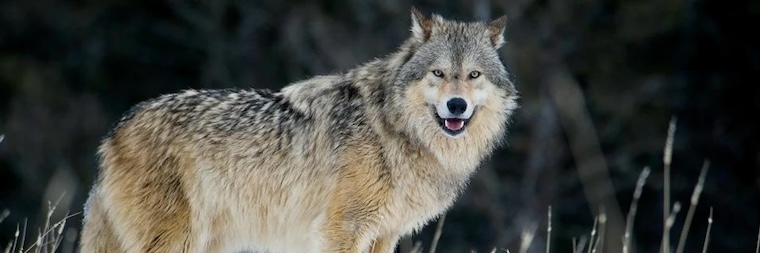 How Wolf Removal Can 'Unravel' Key Ecological Systems