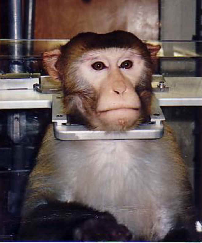 Primate Experimentation in the United States: Yale University - Fact ...