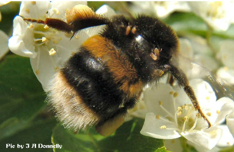 Life on Life Bumble Bee - Works of the Creator: An All Creatures Photo ...